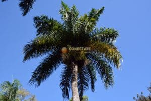 Palmas Endemicas | Republica Dominicana