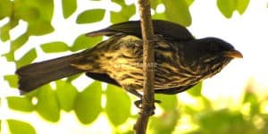 Cigua Palmera | Palmchat | Dulus Dominicus