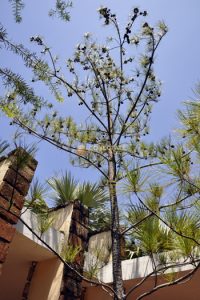 Pino Criollo Pinus Occidentalis | Hispaniolan Pine