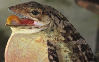 Conectate.com.do | Loterías, Turismo y Noticias Dominicanas