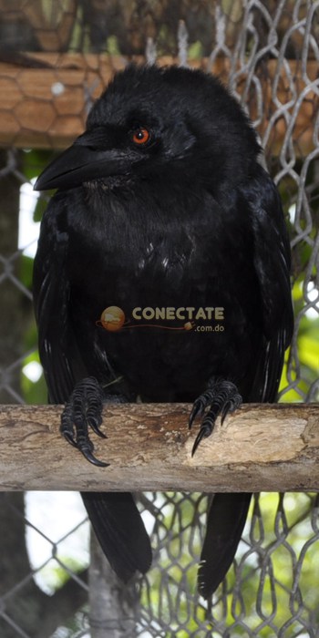 Cuervo | White-Necked Crow | Corvus Leucognaphalus