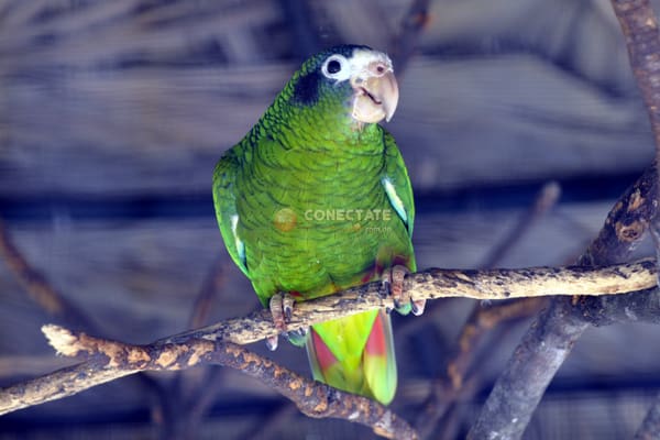 Cotorra De La Florida