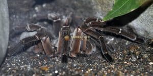 Cacata | Hispaniolan Tarantula | Phormictopus Cancerides