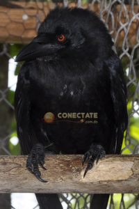 Cuervo | White-Necked Crow | Corvus Leucognaphalus